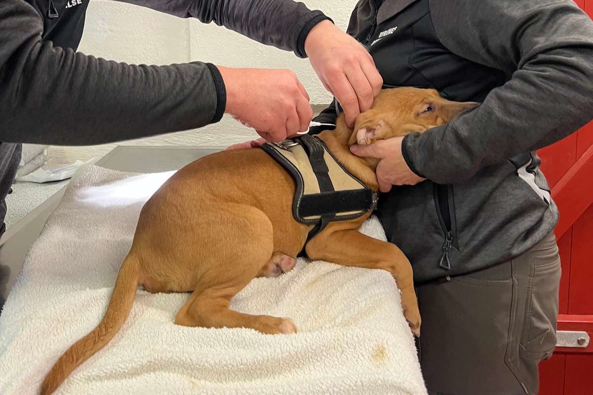 Dyrlægetjek på samlebånd | Dyrenes Beskyttelse